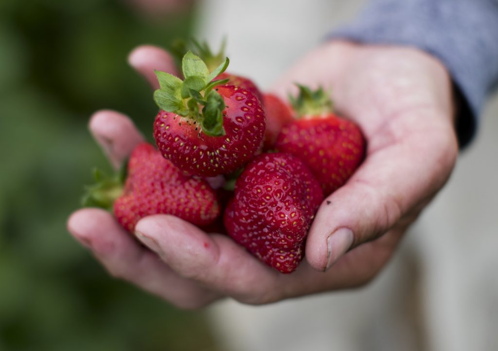 Para las fresas - Besame.fm