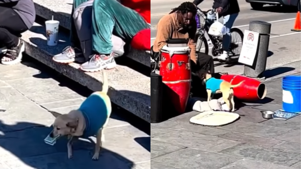 perrito ayuda a su dueño a recoger limosna