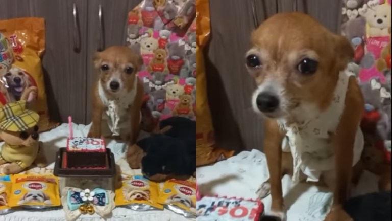 perrito llorando de la emoción por su fiesta de cumpleaños