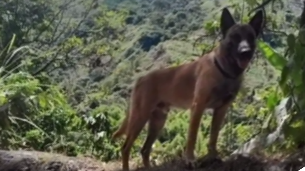 qué se sabe de Wilson, el perrito perdido que buscaba a los niños