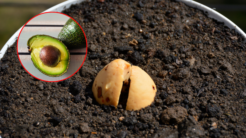 ¿Cómo se debe sembrar el aguacate? Paso a paso en casa